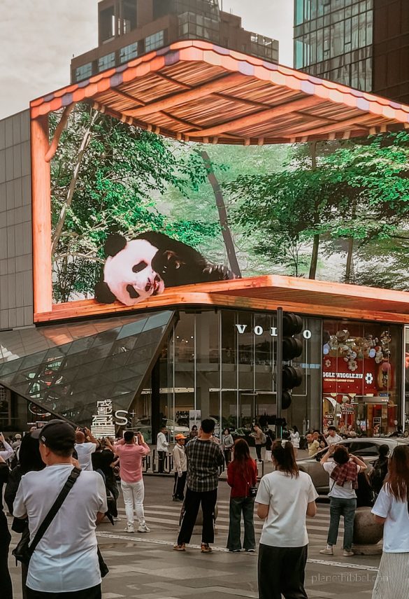 Chengdu Highlights: Zwischen Pandas, Tempeln & Teehäusern